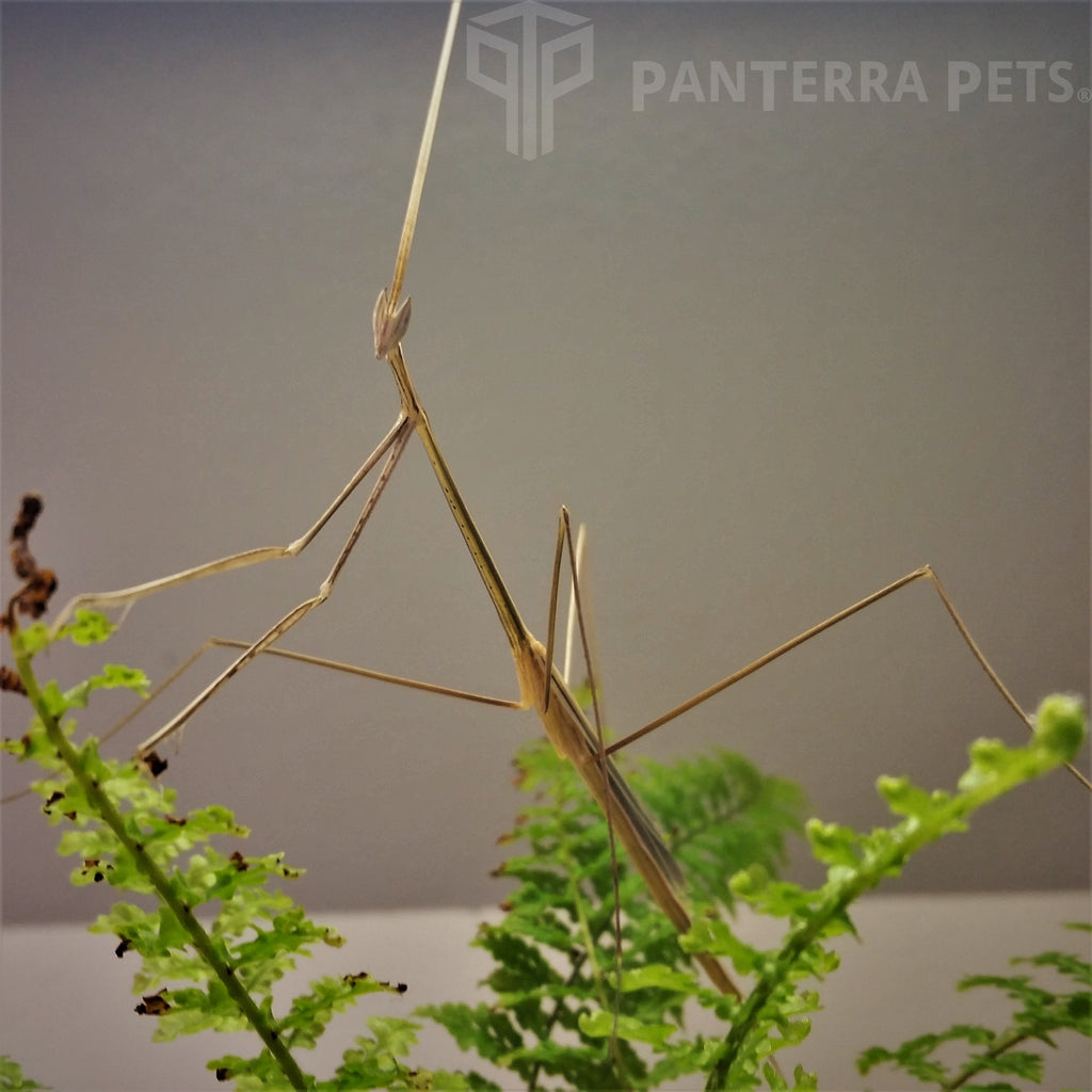Buy Indian Grass Mantis (S. Bicornis) for Sale at PanTerra Pets