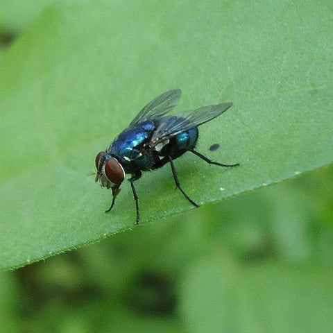 Blue Bottle Fly Pupae (C. vomitoria) feeders for sale at PanTerra Pets