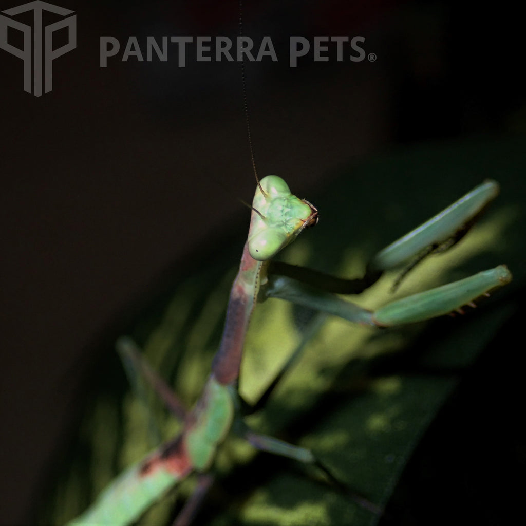 Buy Carolina Mantis (Stagmomantis carolina) for sale at PanTerra Pets
