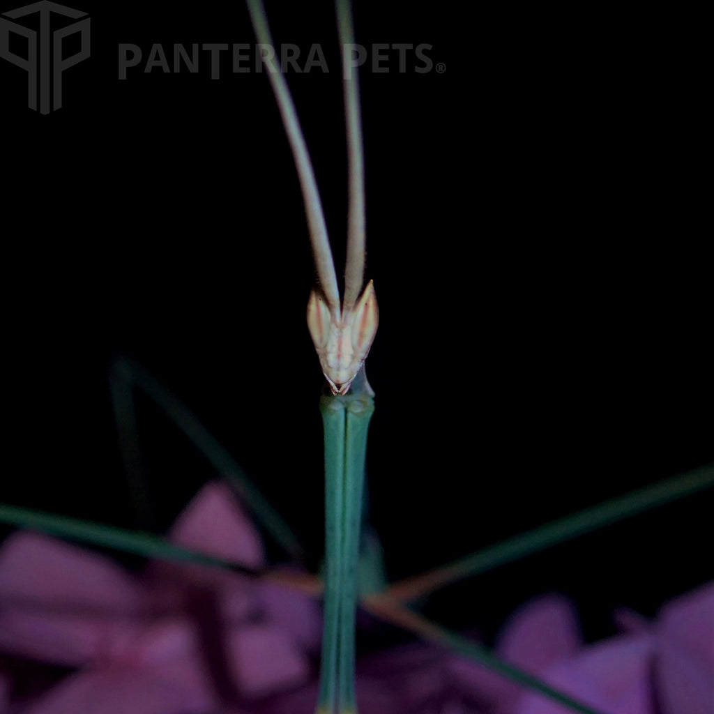 Buy Indian Grass Mantis (S. Bicornis) for Sale at PanTerra Pets