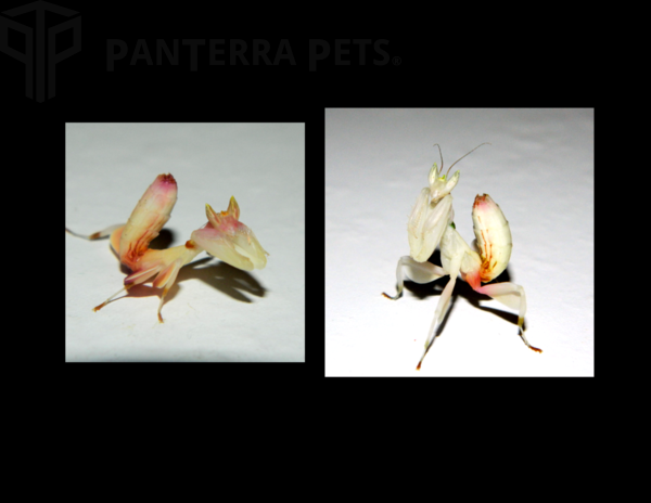 Buy Orchid Mantis (Hymenopus coronatus) for sale at PanTerra Pets