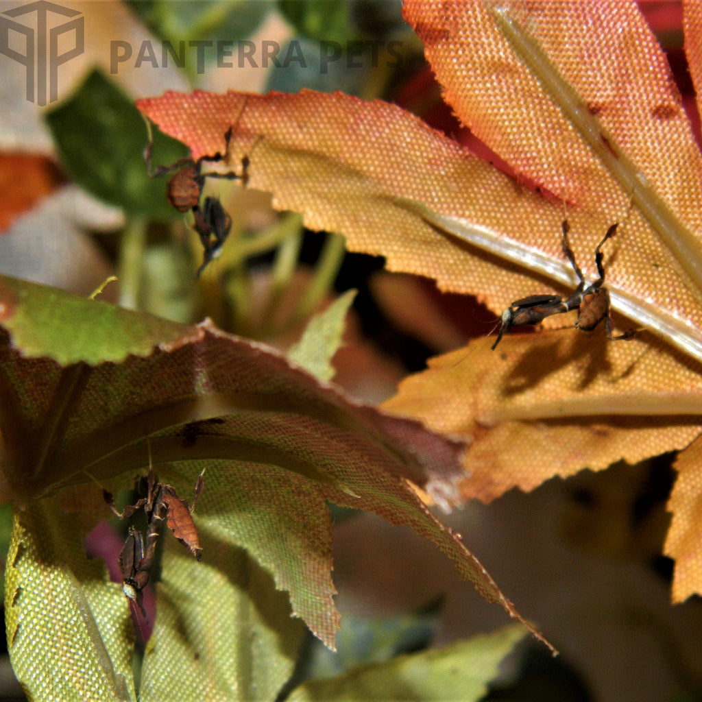 Buy Ghost Mantis (P. paradoxa) For Sale at PanTerra Pets